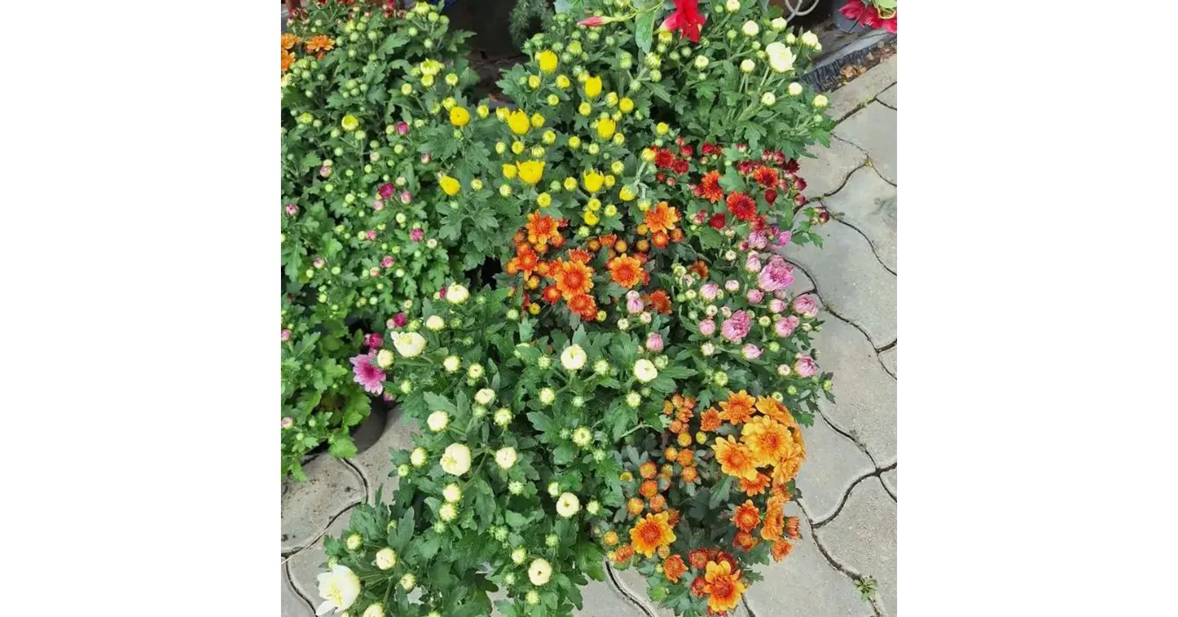 Crizantemă - Gardencentrum.net