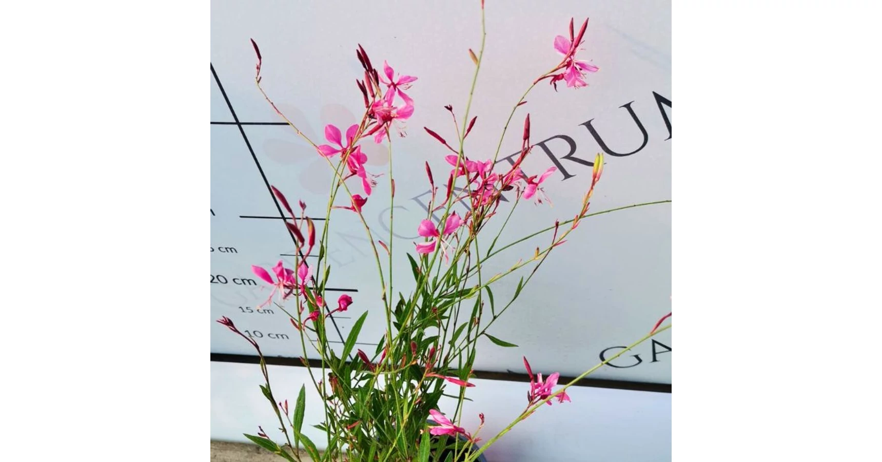 Floarea albinei Siskiyou Pink - Gardencentrum.net