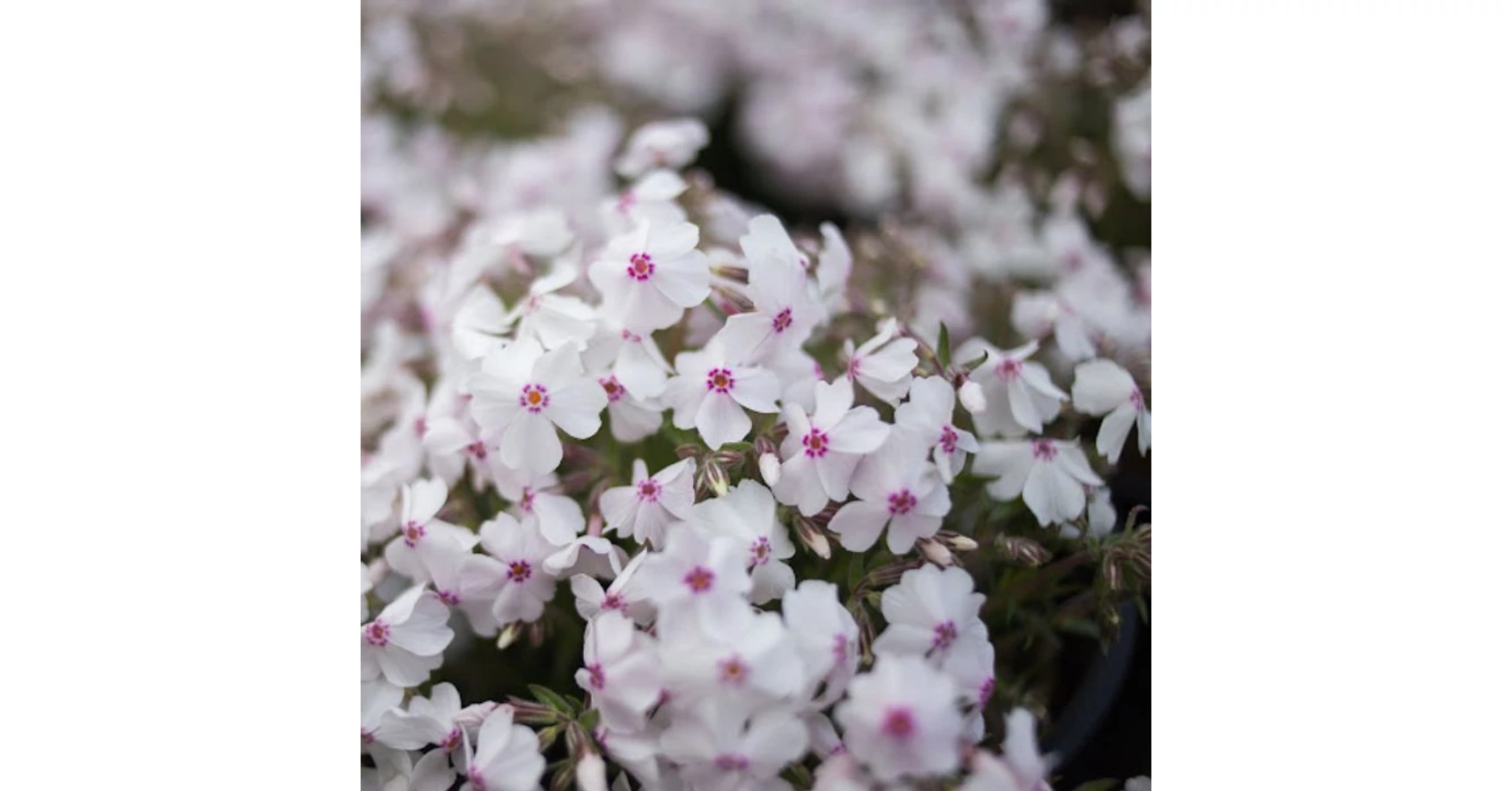 Phlox subulata Amazing Grace - Gardencentrum.net