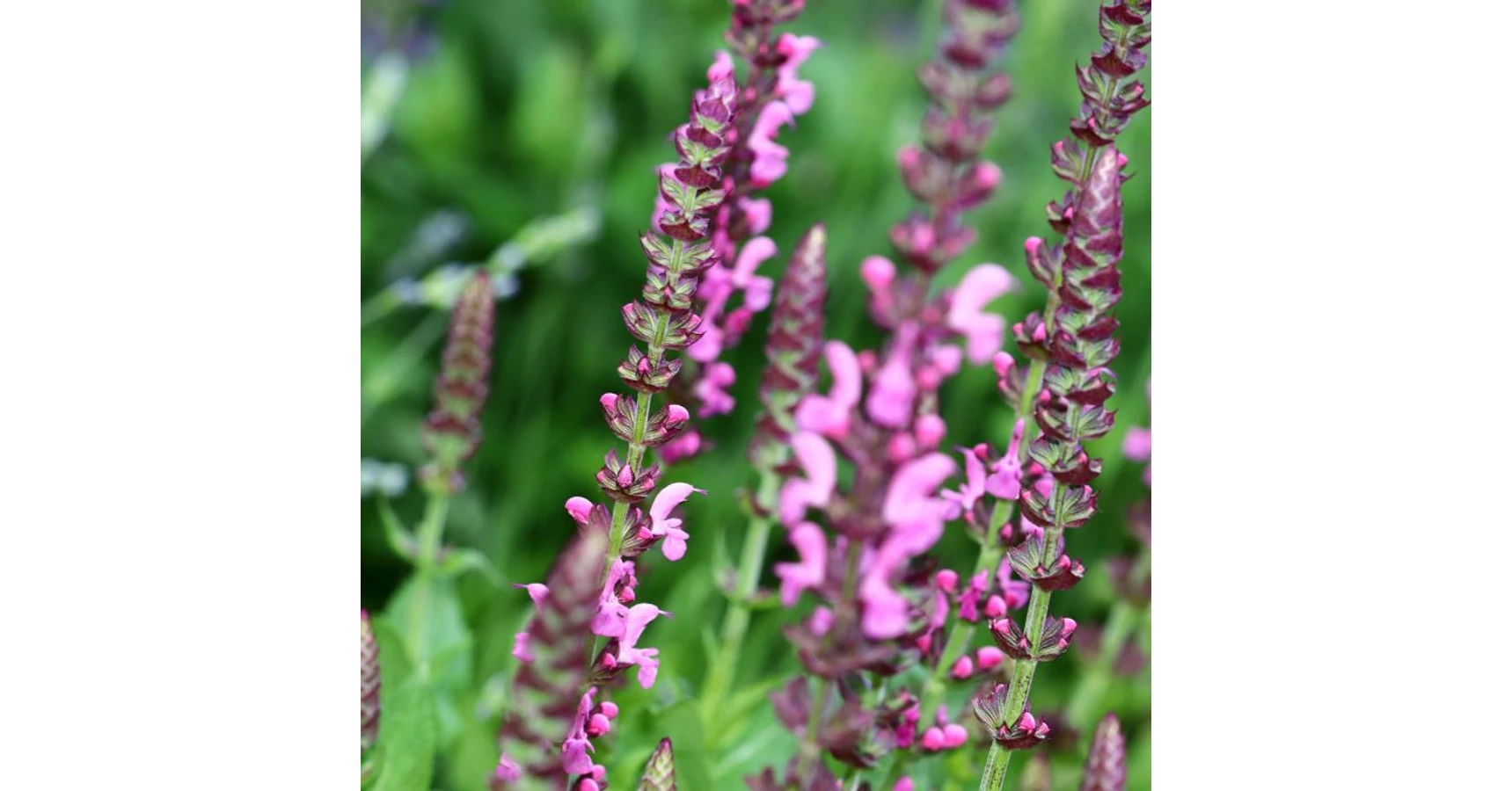 Salvia nemorosa cu flori roz - Gardencentrum.net