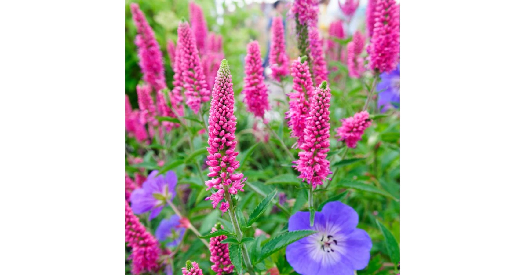 Veronica longifolia Rotfuchs - Gardencentrum.net