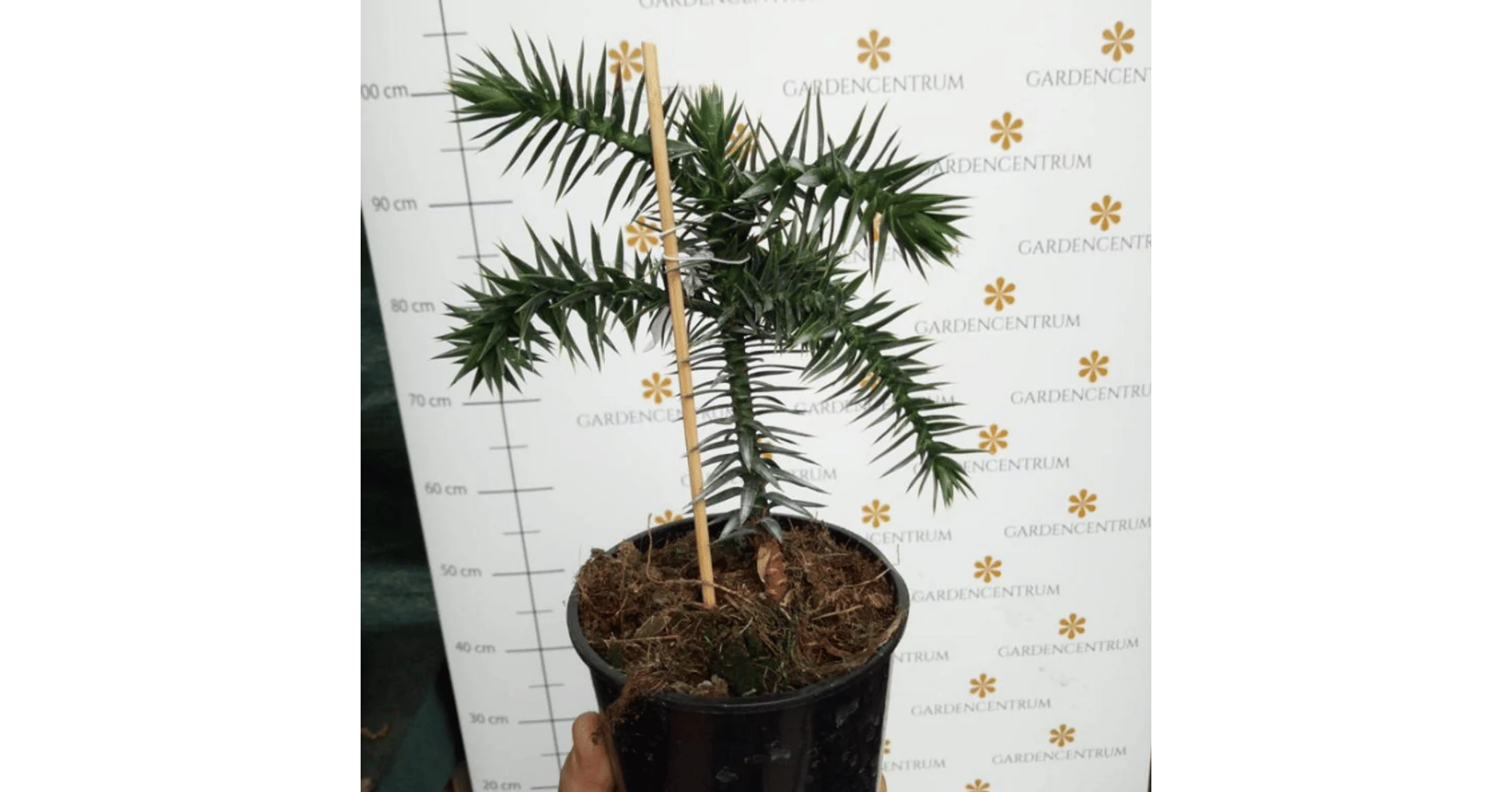 Pin chilian - Gardencentrum.net magazin online