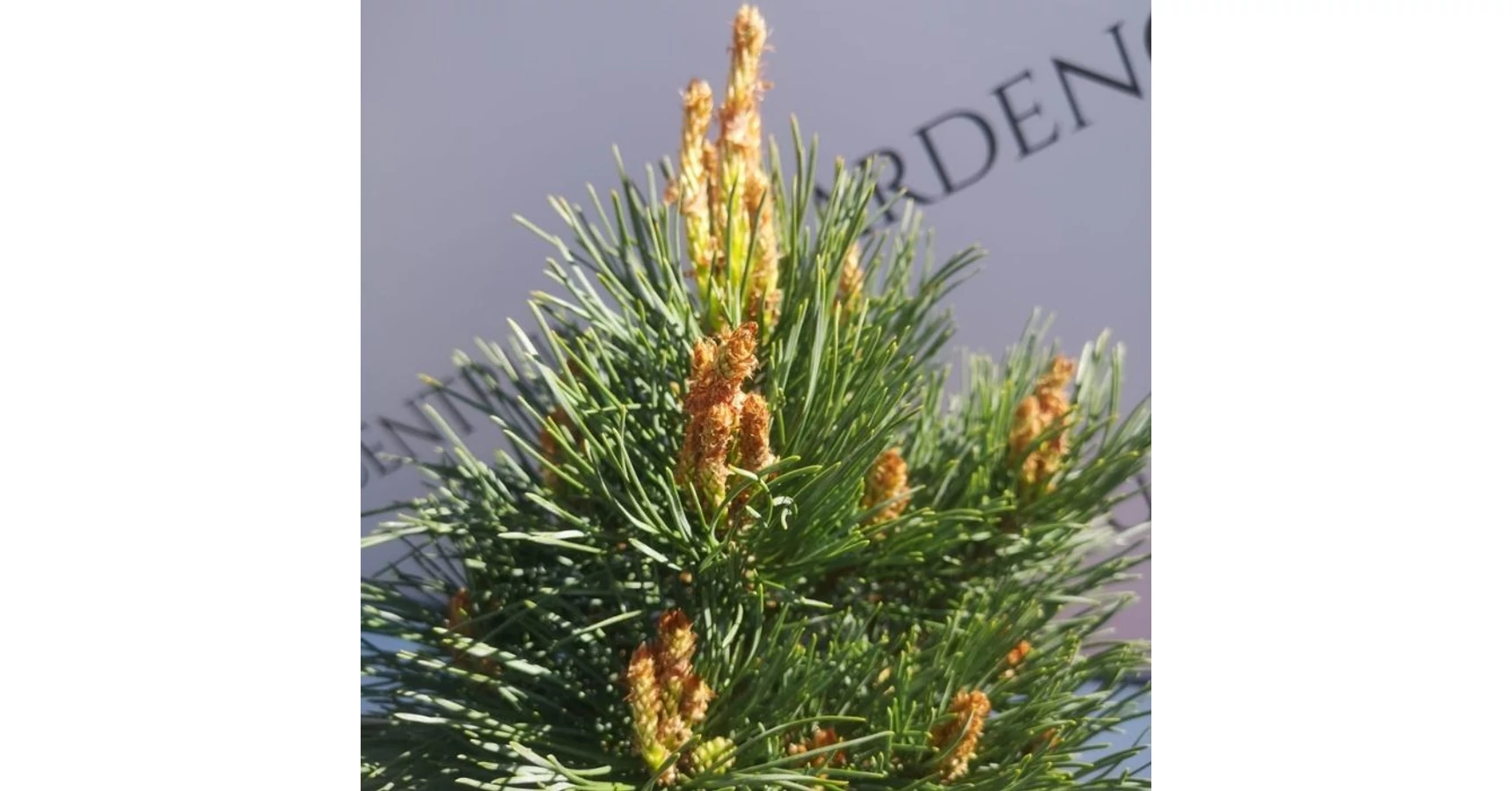 Pinus sylvestris Chantry Blue - Gardencentrum.net