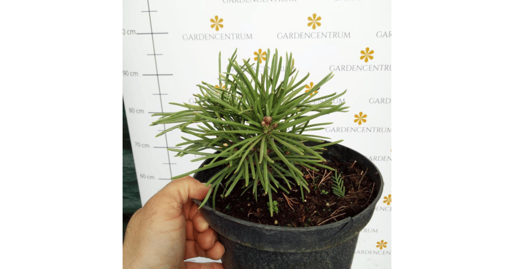 Pin japonez - Gardencentrum.net pepiniera online