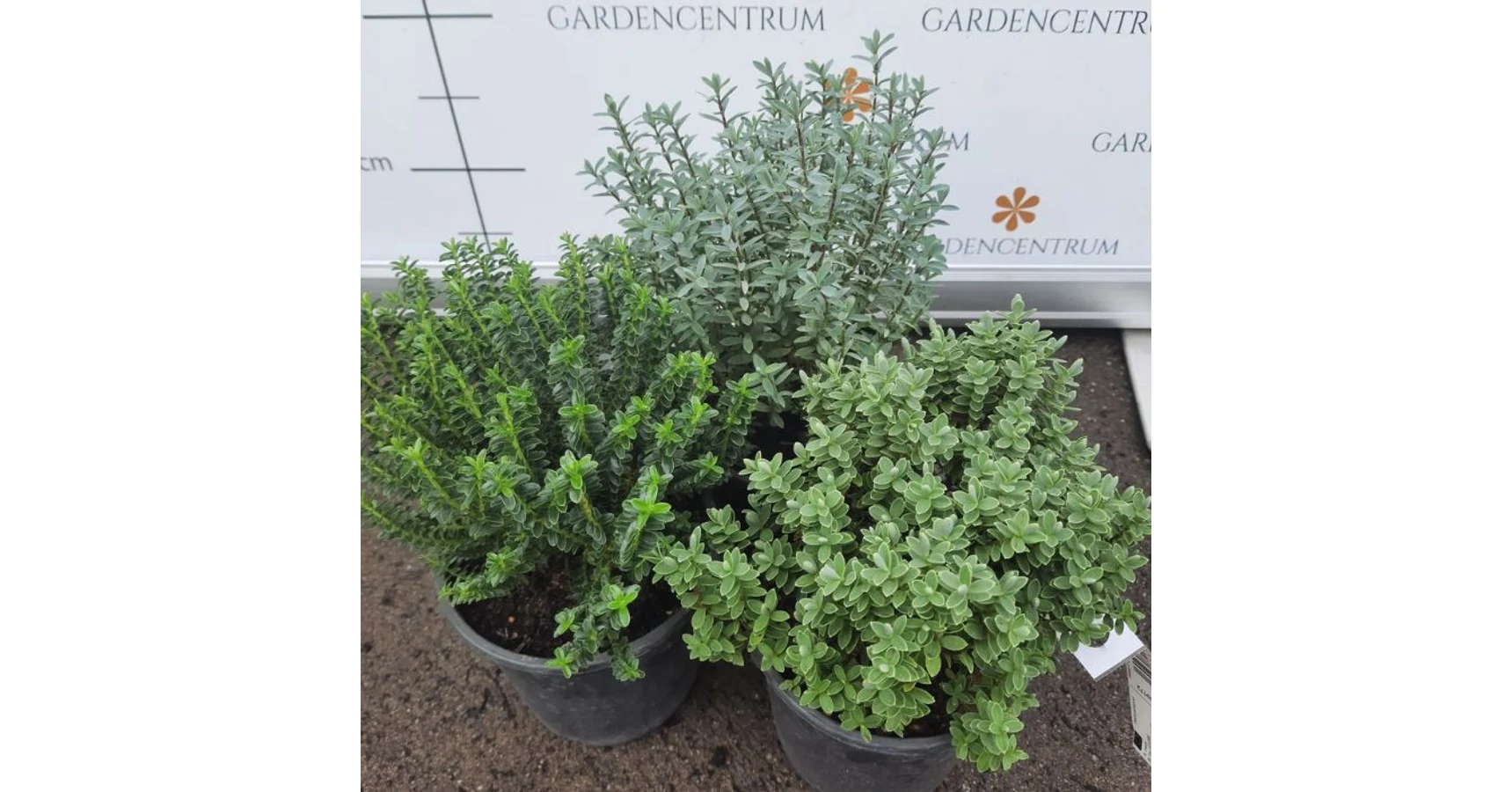 Hebe x hybrida MIX - Gardencentrum.net webshop