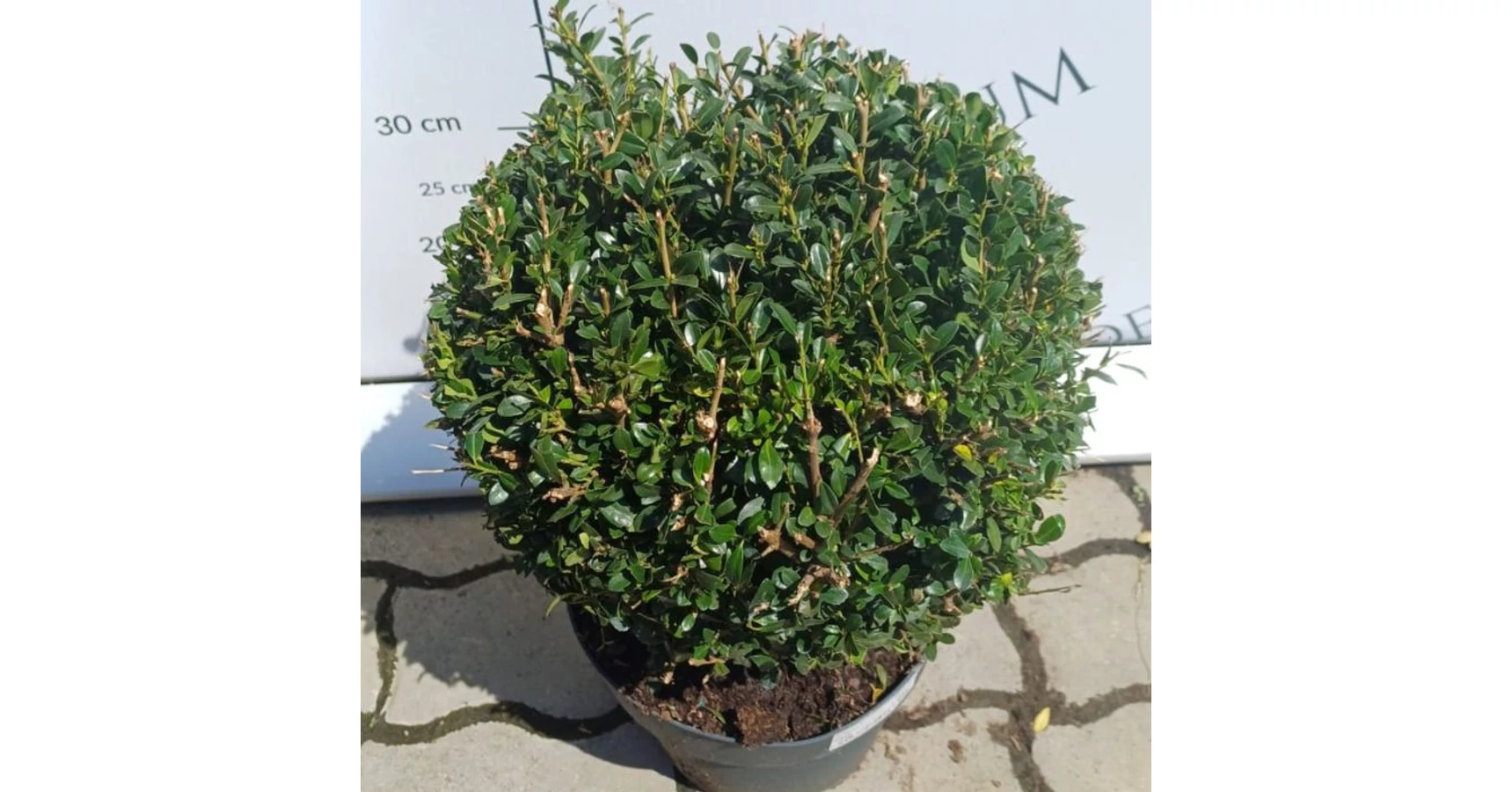 Ilex crenata Luxus Globe - Gardencentrum.net webshop