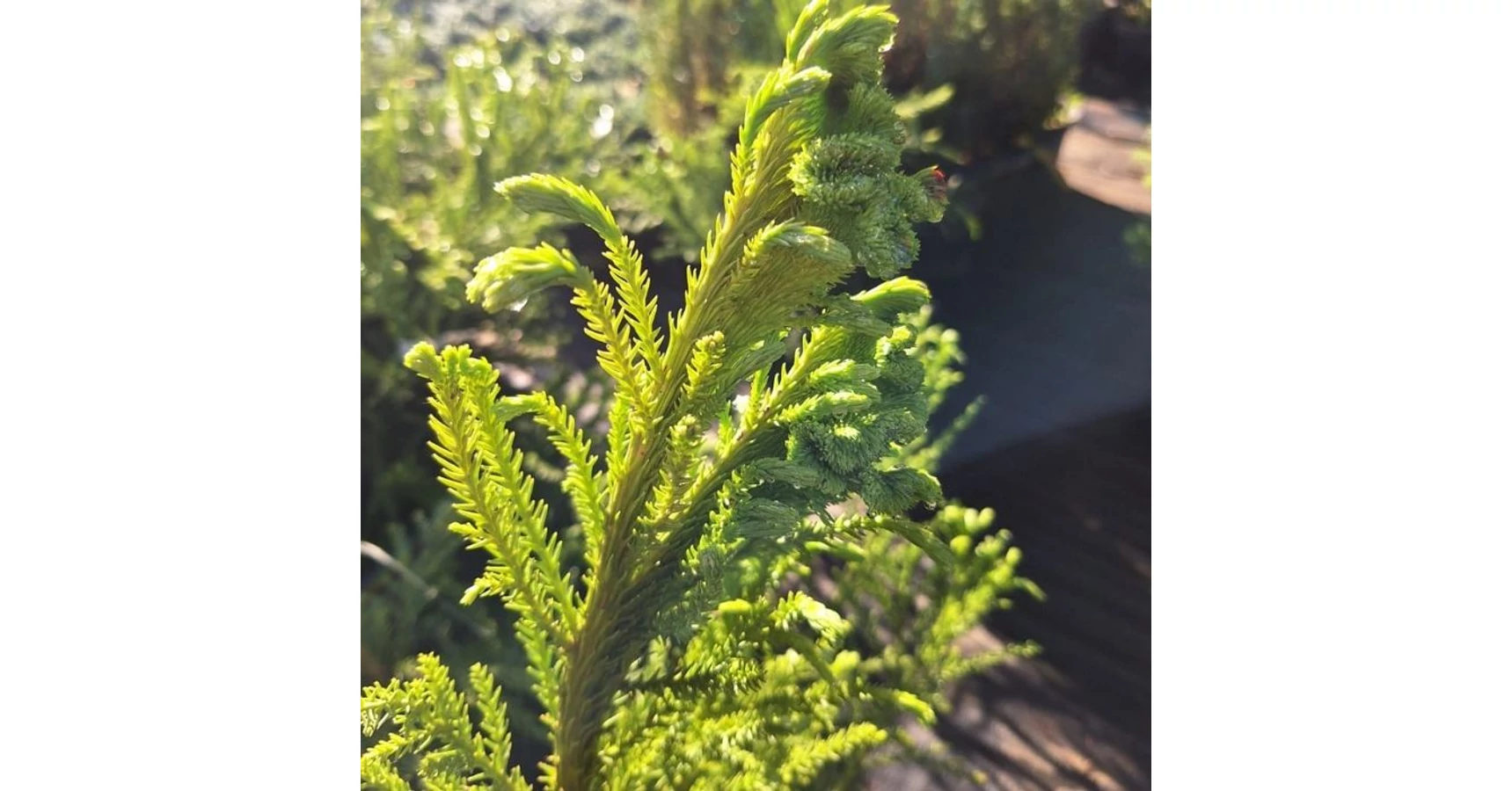 Cryptomeria japonica - Gardencentrum.net magazin online