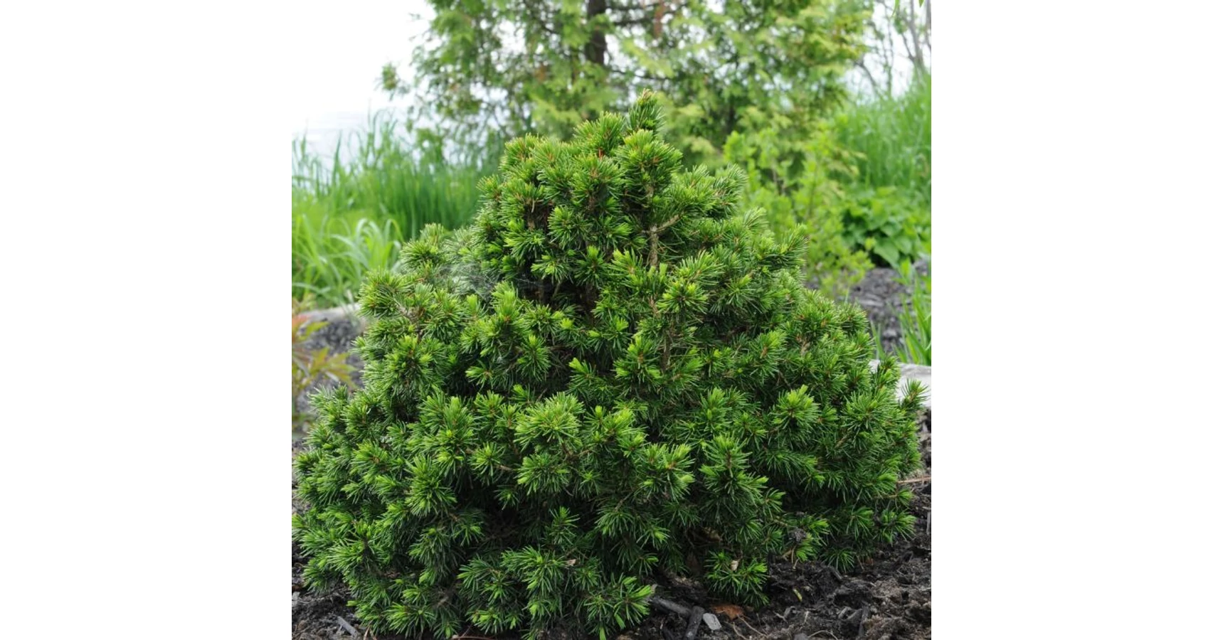 Molid pitic globular - Gardencentrum.net magazin online