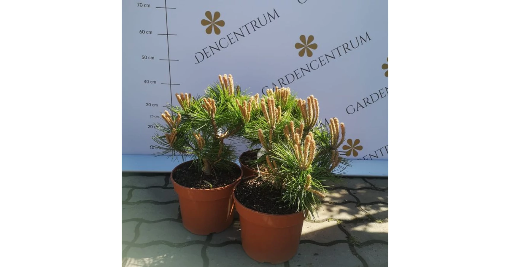 Pinus densiflora Low Glow - Gardencentrum.net
