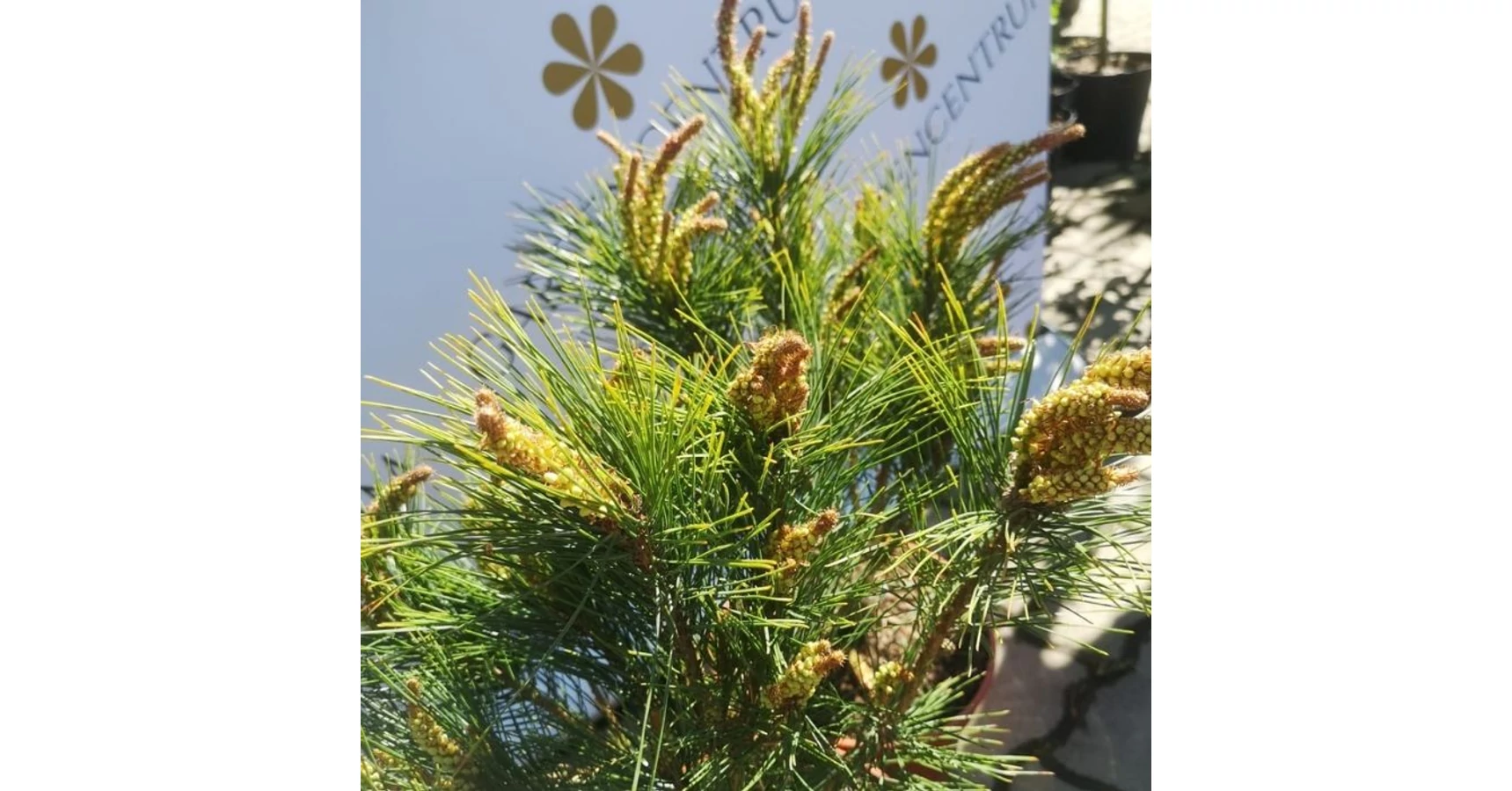 Pinus densiflora Tanyosho Compacta - Gardencentrum.net