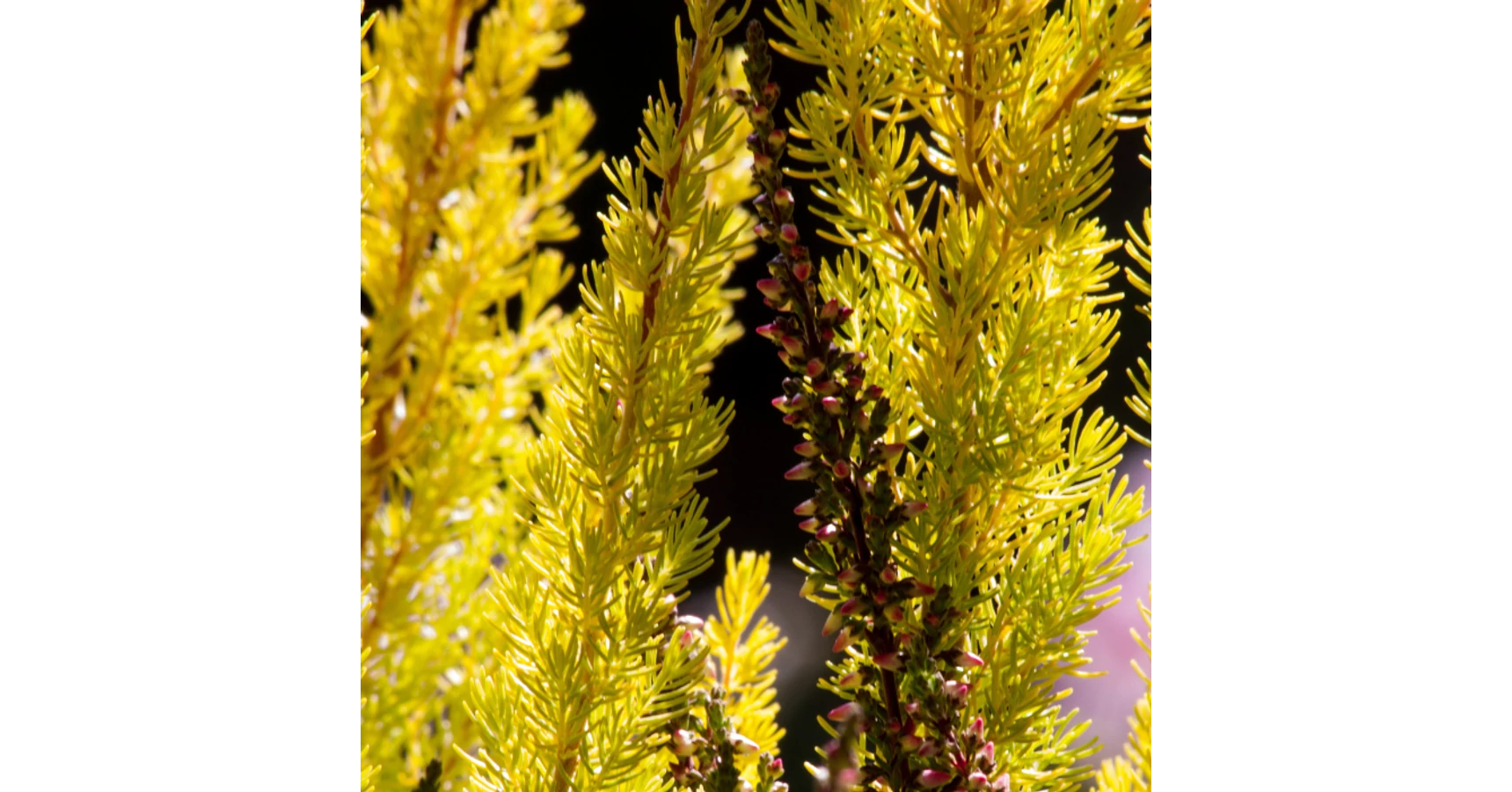 Erica arborea Albert's Gold - Gardencentrum.net
