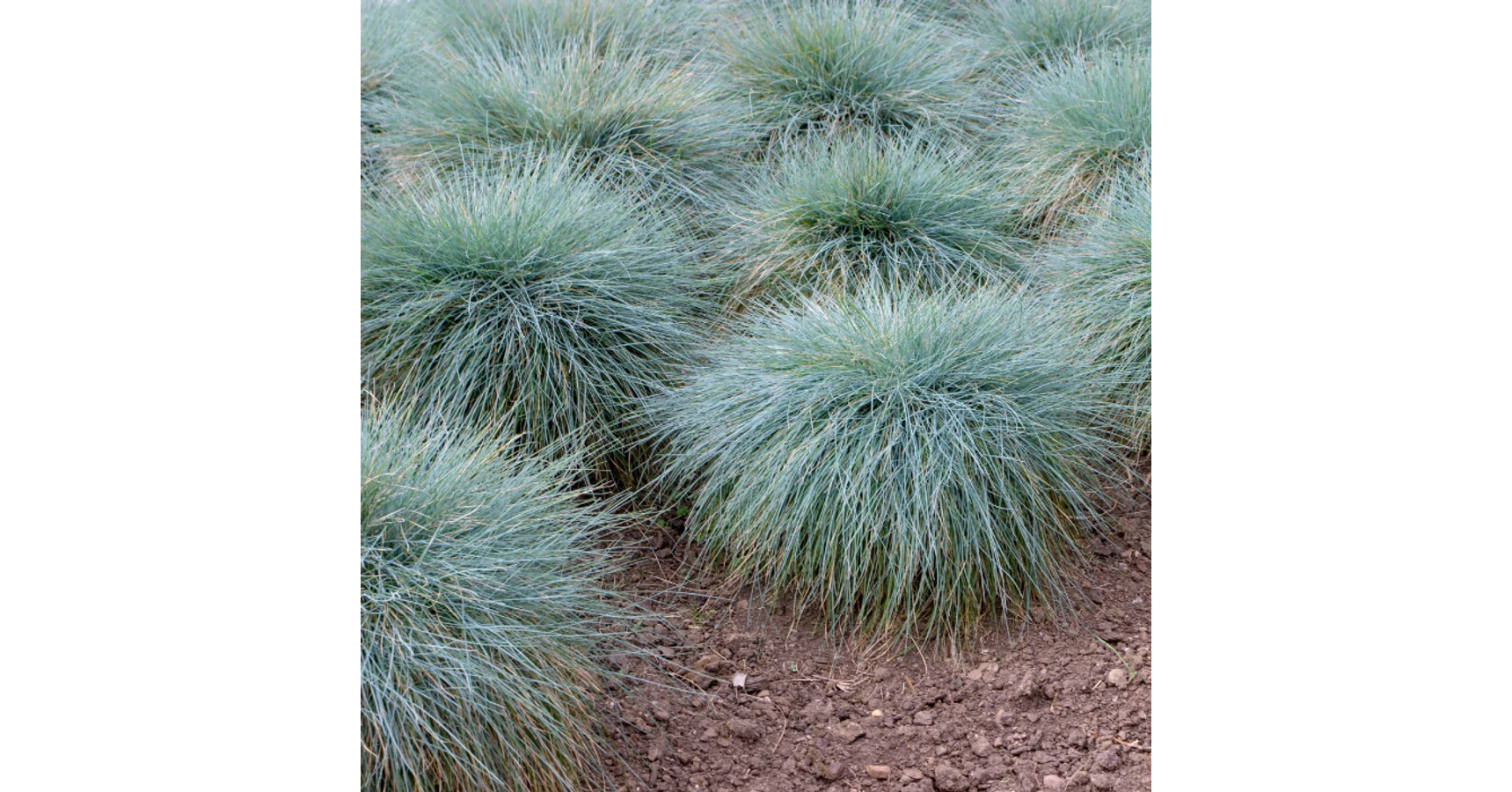 Festuca glauca - Gardencentrum.net magazin online de plante