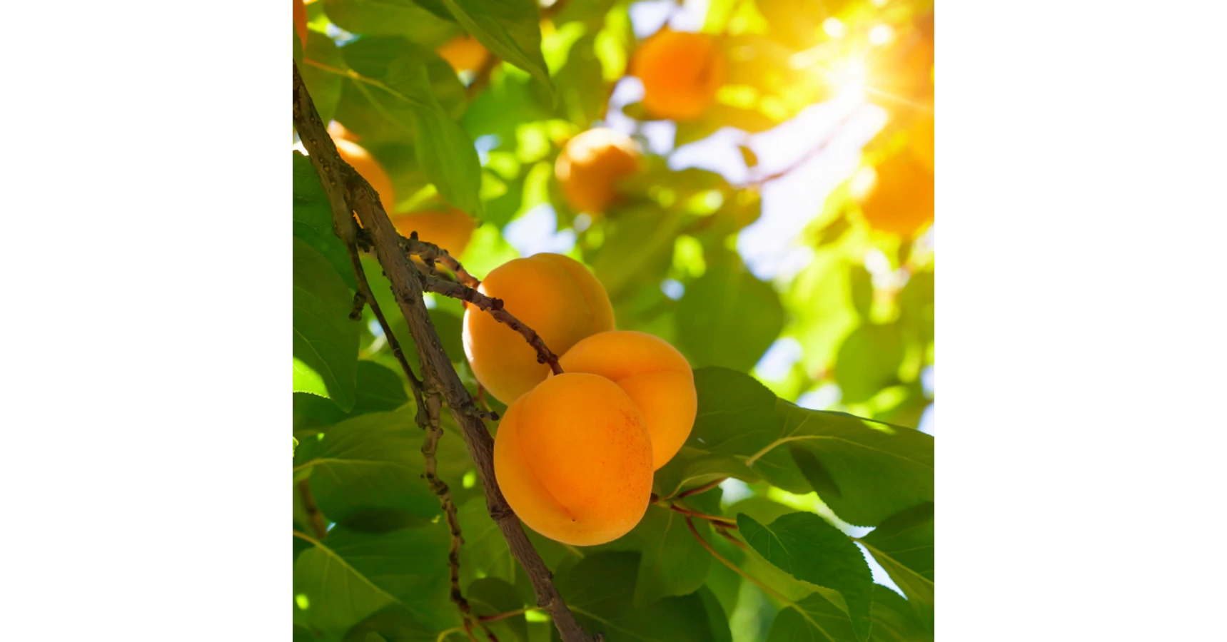 Pomi fructiferi Cais - Gardencentrum.net magazin online