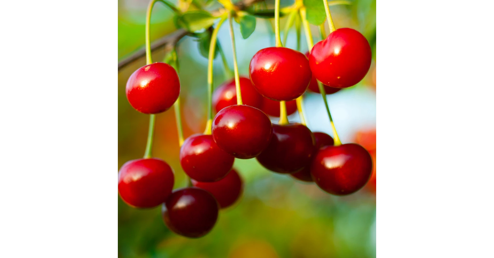 Vișin soi Érdi cu fructe mari - Gardencentrum.net webshop