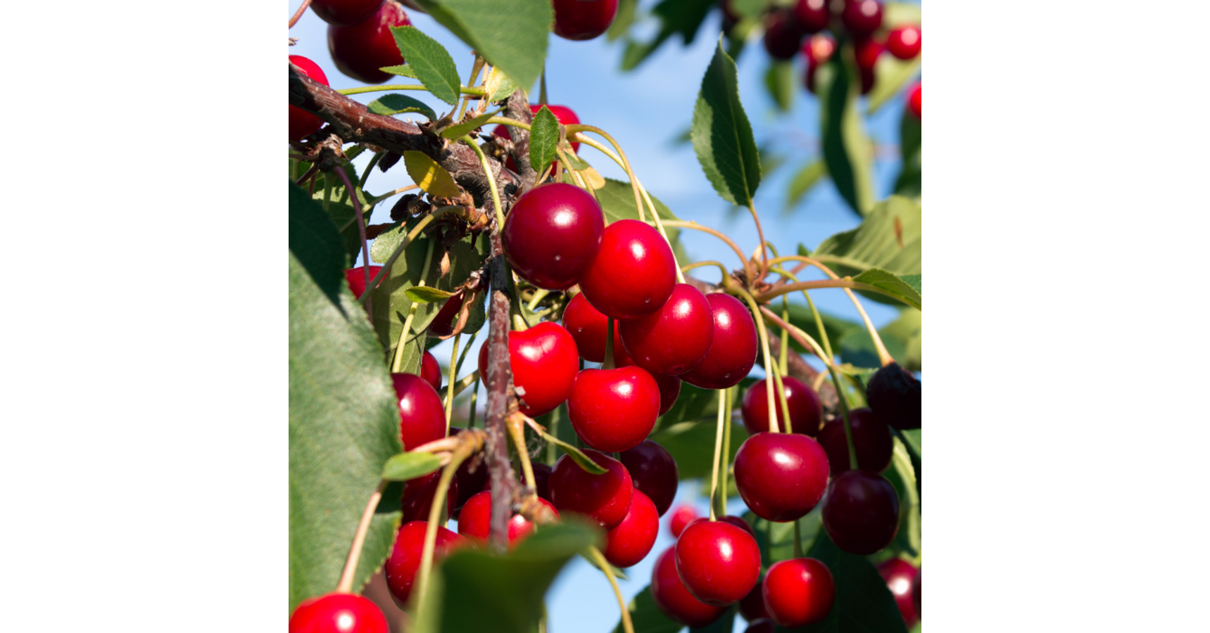 Vișin soi Újfehértói fürtös - Gardencentrum.net magazin online