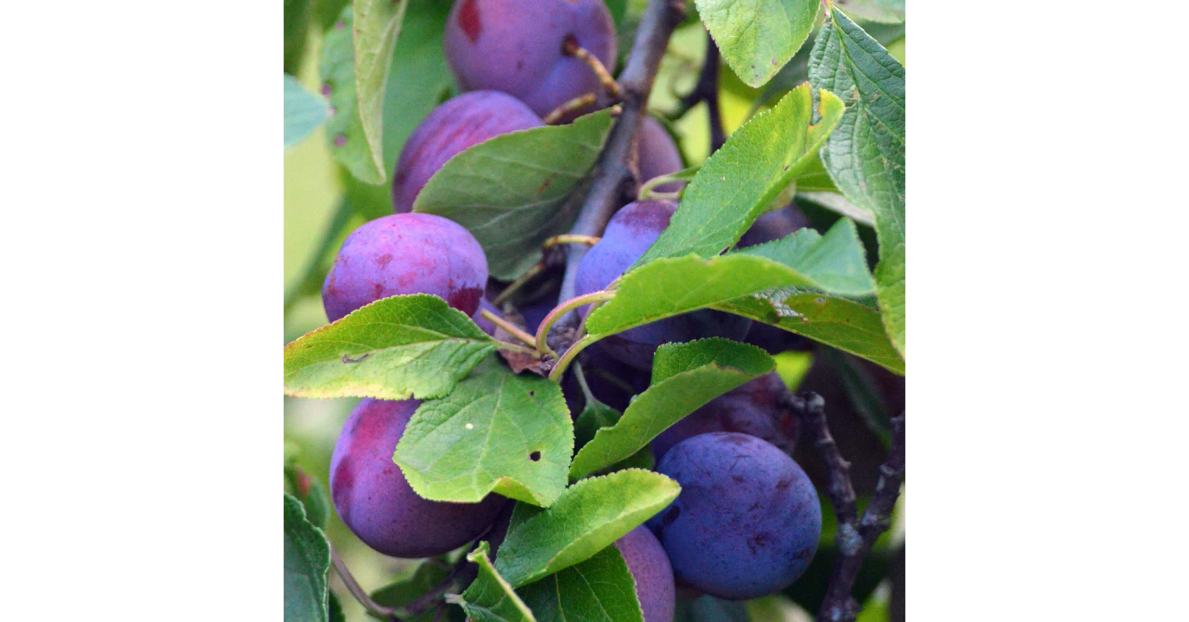Pom fructifer prun Bluefre - Gardencentrum.net pepiniera online