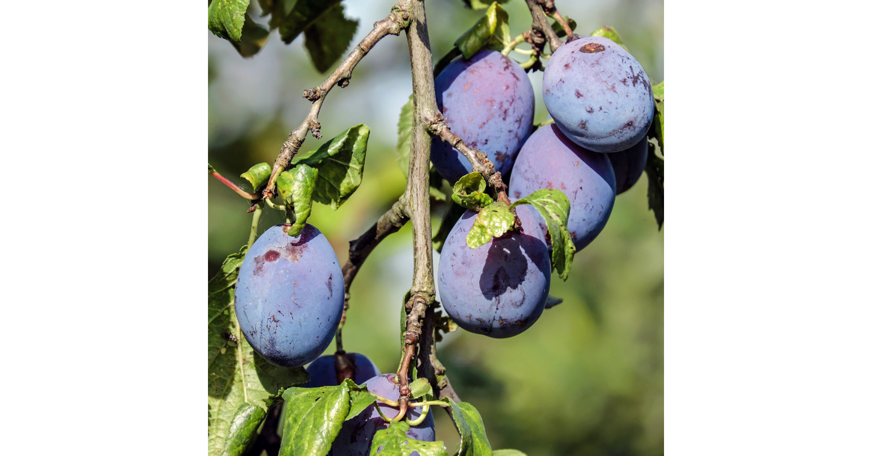 Pomi fructiferi prun soi Cacanska lepotica - Gardencentrum.net webshop