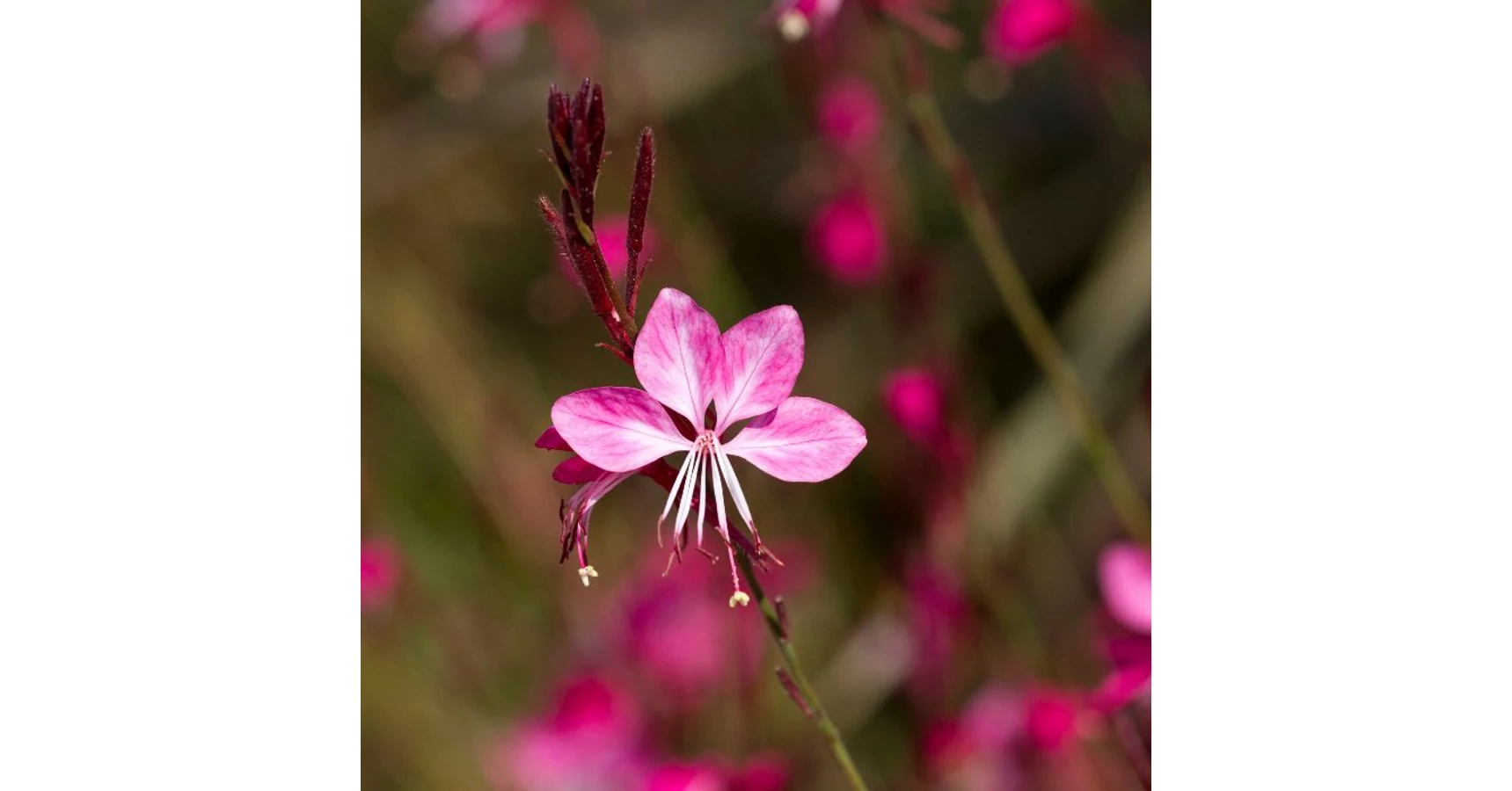 Floarea albinei Geyser Pink - Gardencentrum.net