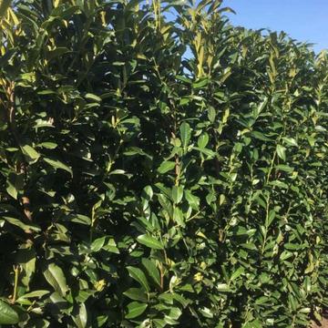 Laur englezesc Gardencentrum.net