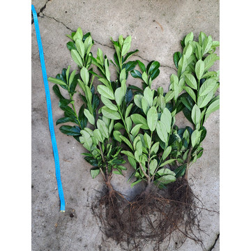 Plante pentru gard viu cu rădăcină liberă - Gardencentrum.net – Pentru ...