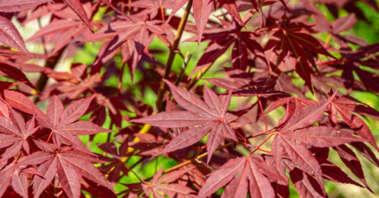 Arțarul japonez, favoritul de top