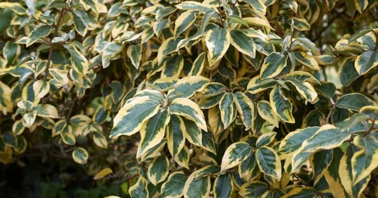 De ce este atât de popular măslinul rusesc?