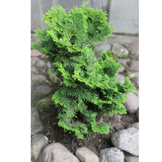 Chiparos japonez - Gardencentrum.net magazin online de grădinărit