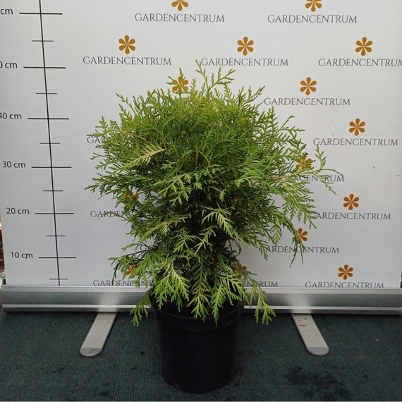 Tuia globular auriu - Gardencentrum.net