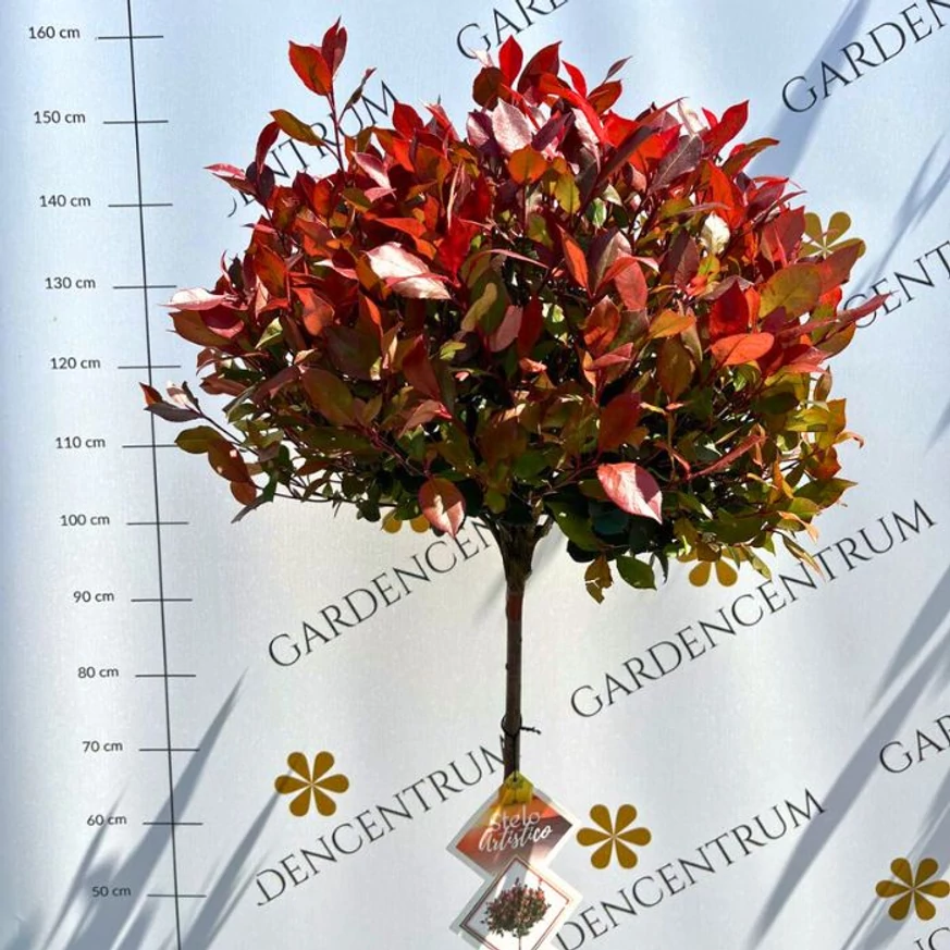 Photinia Little Red Robin pe trunchi - Gardencentrum.net