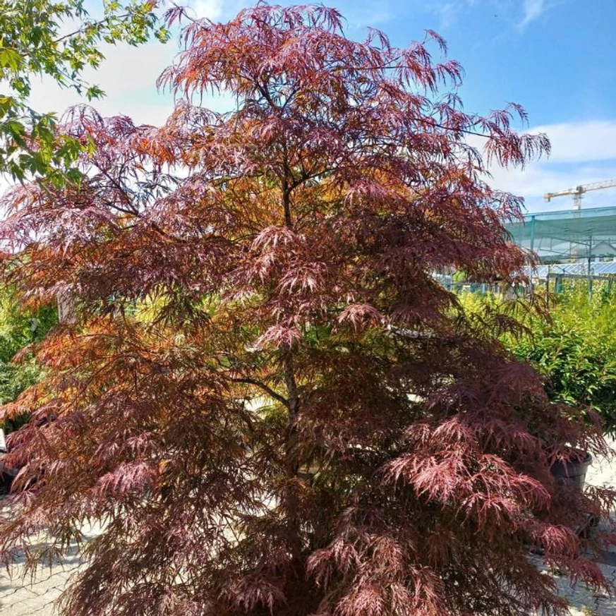 Arțar japonez Inaba-Shidare - Gardencentrum.net