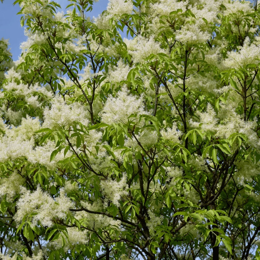 Frasin (mojdrean) globular - Gardencentrum.net pepinieră online