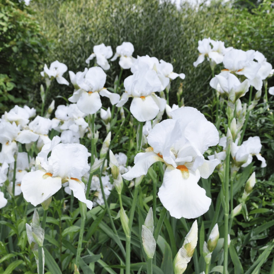 Stânjenel alb - Gardencentrum.net magazin online de grădinărit