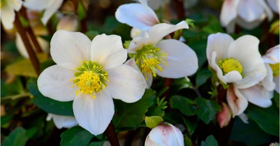 Nu vrei să renunți la grădina de flori nici iarna? Atunci spânzul este ...