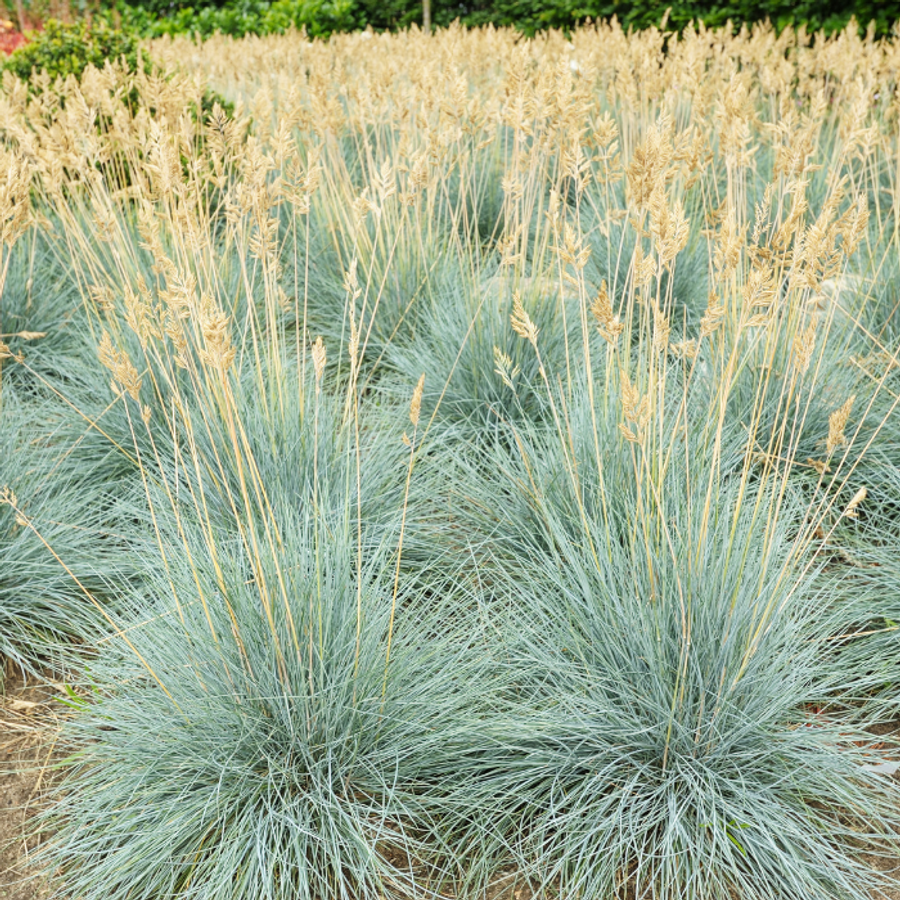 Festuca glauca Cool as Ice - Gardencentrum.net webshop