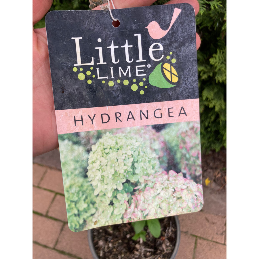 Little lime hortensie copac - Gardencentrum.net magazin online