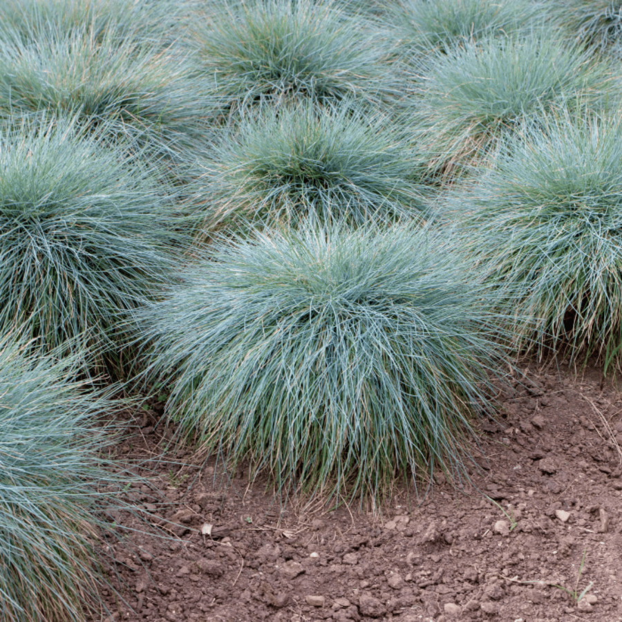 Festuca glauca Cool as Ice - Gardencentrum.net webshop