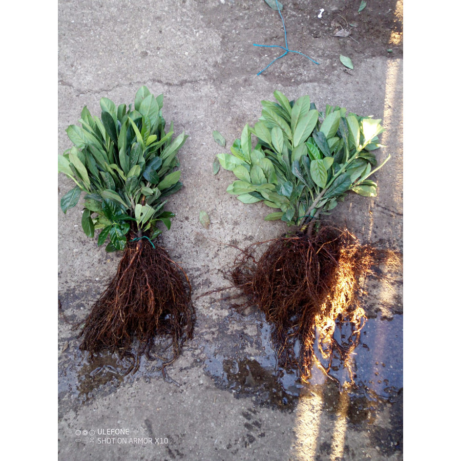 Pachet de laur englezesc Novita cu rădăcini libere - Gardencentrum.net