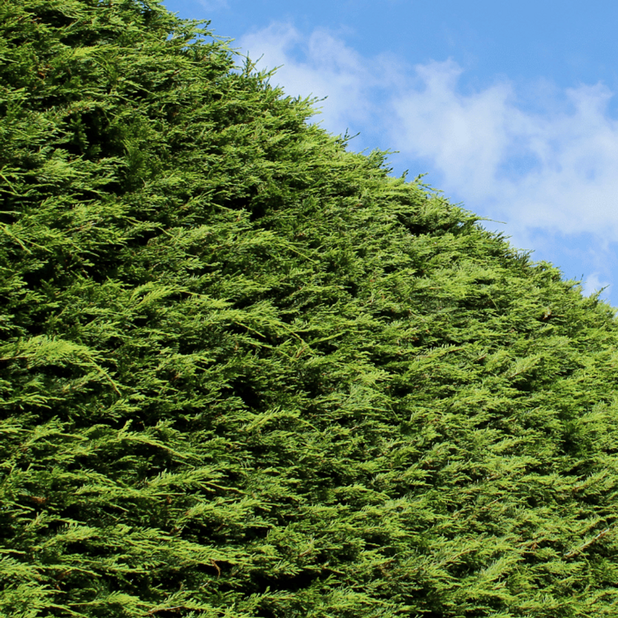 Chiparos Leylandi - Gardencentrum.net pepiniera online