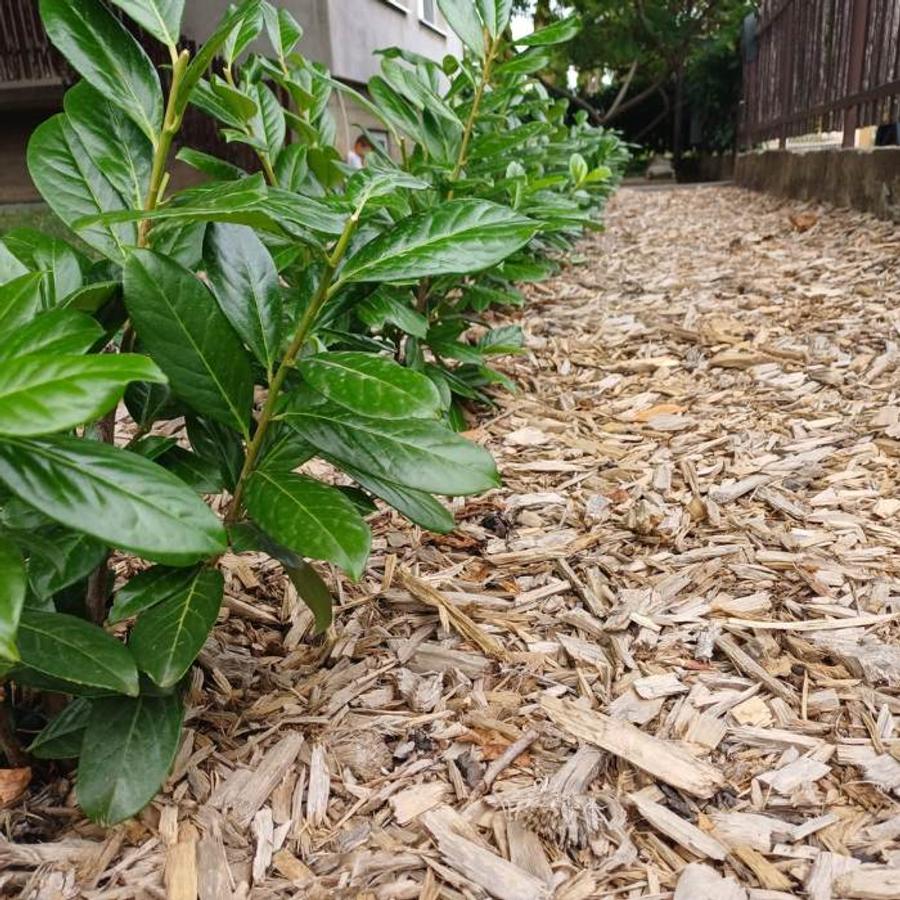 Pachet de laur englezesc Novita cu rădăcini libere - Gardencentrum.net