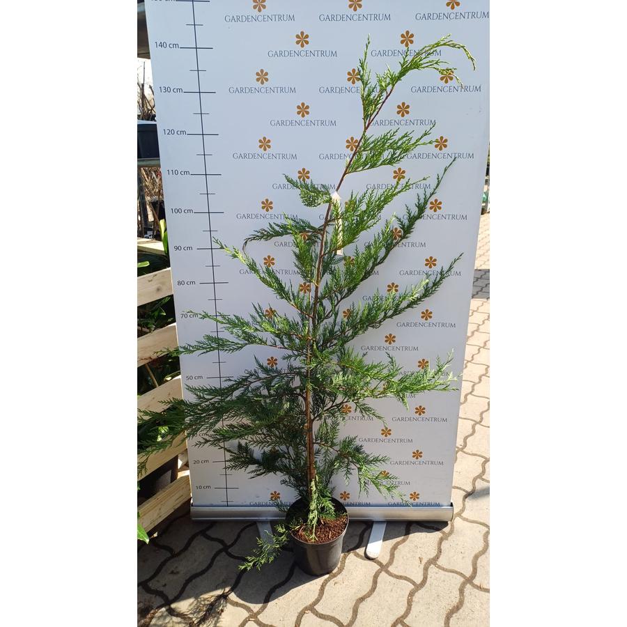 Chiparos Leilandi gard viu veșnic verde - Gardencentrum.net