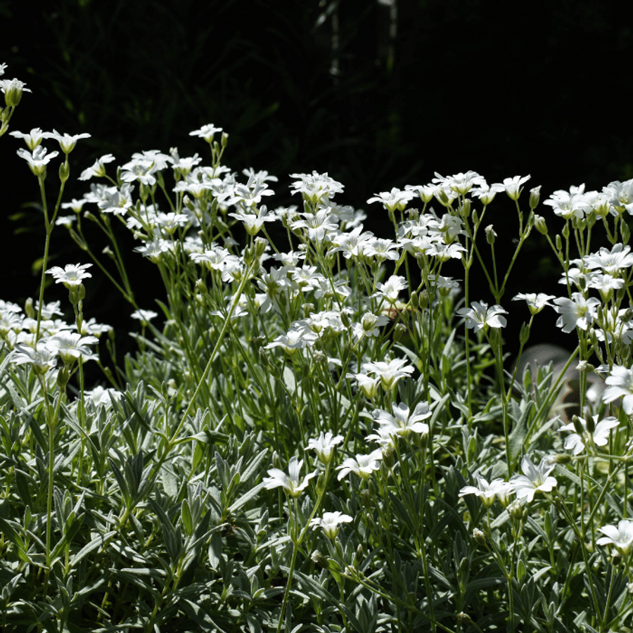 Floarea miresei cu flori albe - Gardencentrum.net magazin online