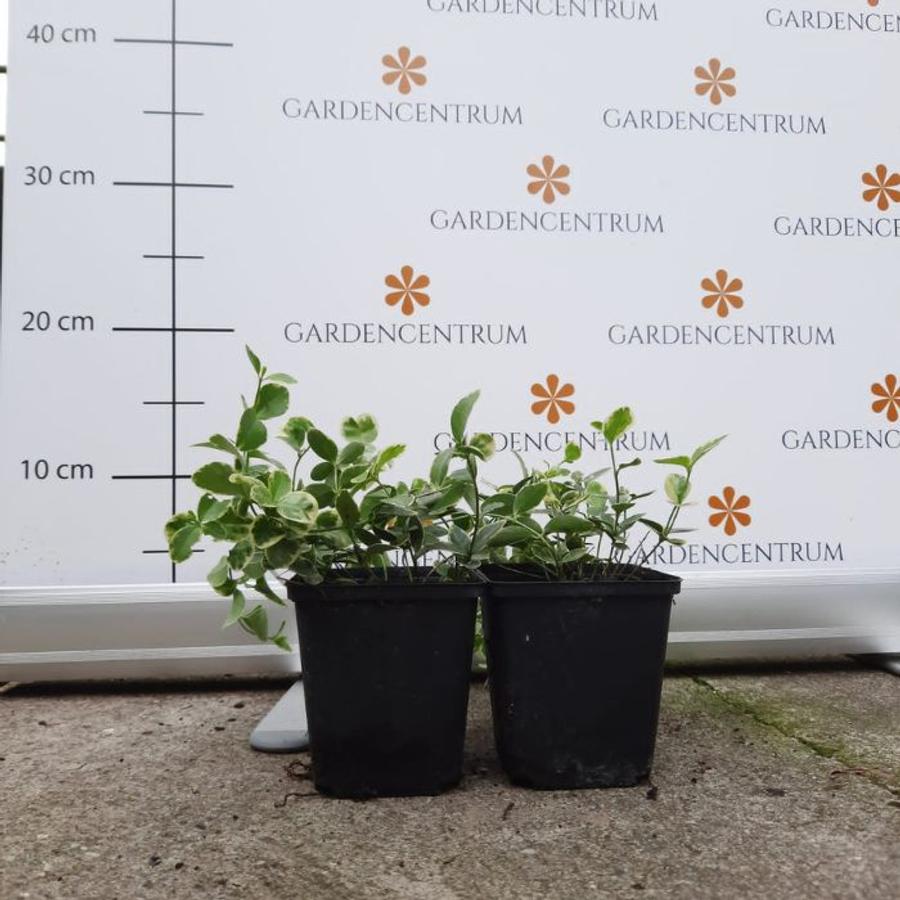 Saschiu variegat - Gardencentrum.net magazin online