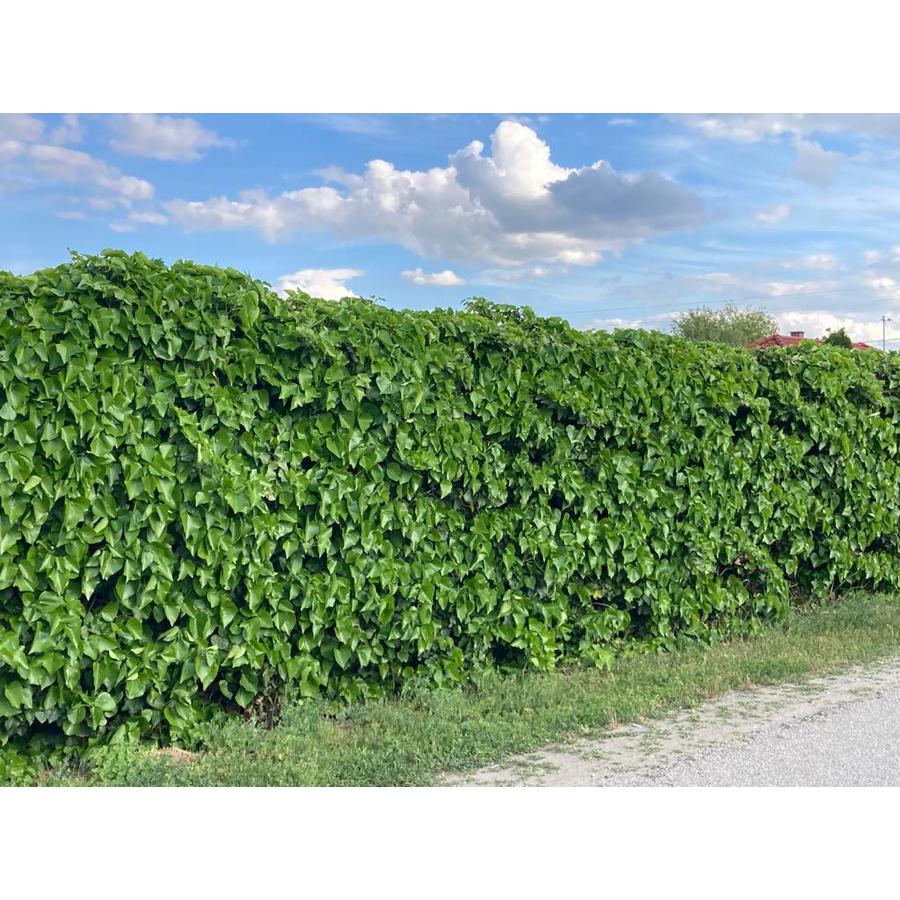 Iederă veșnic verde - Gardencentrum.net magazin online