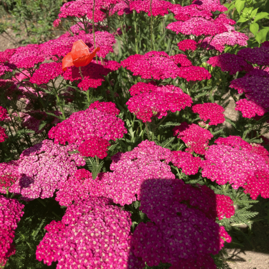 Coada șoricelului cu flori roz - Gardencentrum.net magazin online