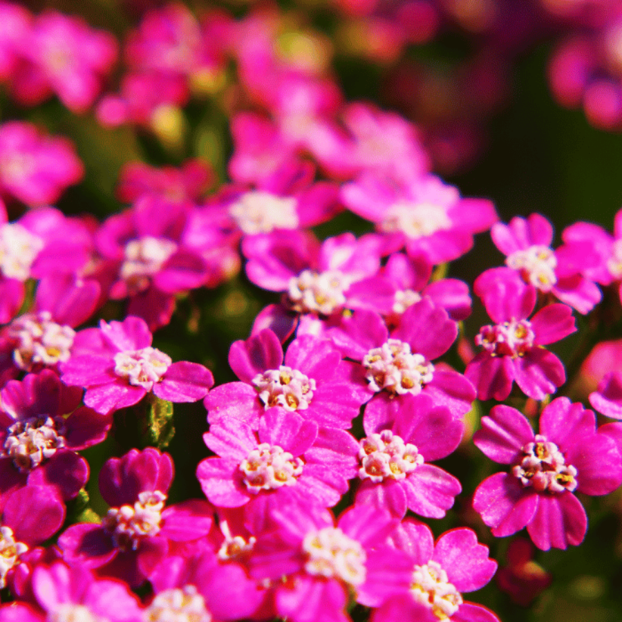 Coada șoricelului cu flori roz - Gardencentrum.net magazin online