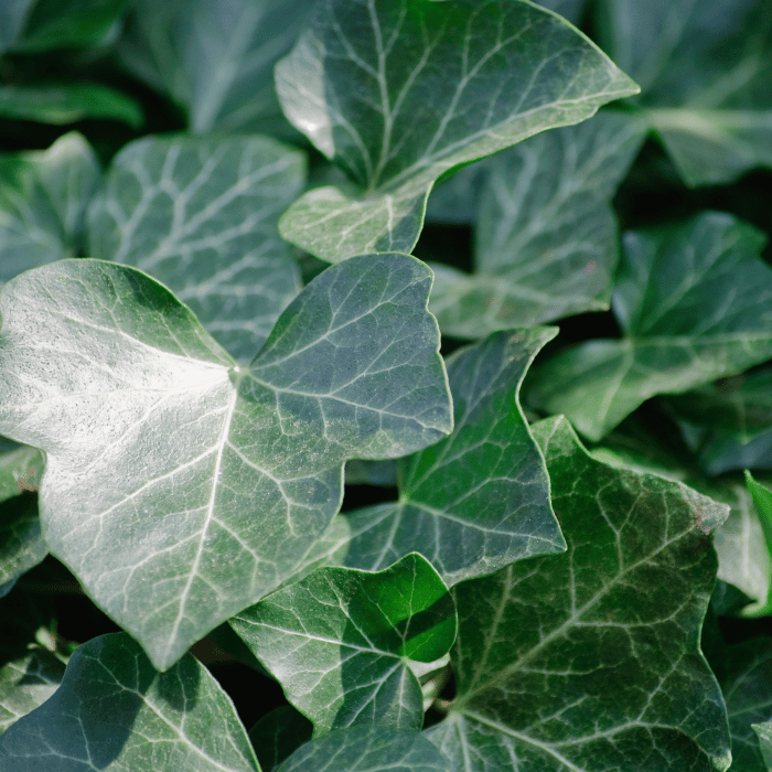 Iederă veșnic verde - Gardencentrum.net magazin online