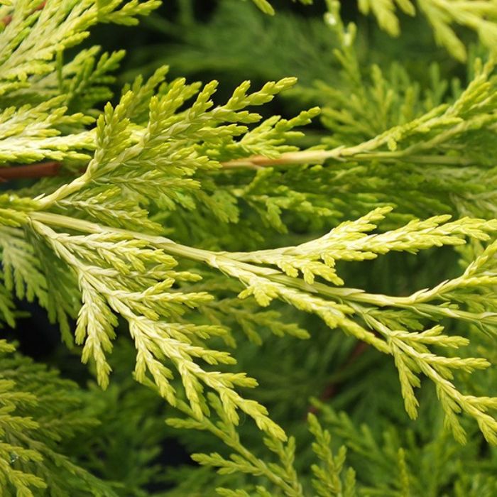 Chiparosul Leylandii auriu - Gardencentrum.net webshop