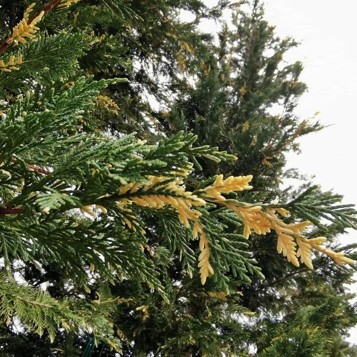 Chiparos Leylandii variegat - Gardencentrum.net webshop