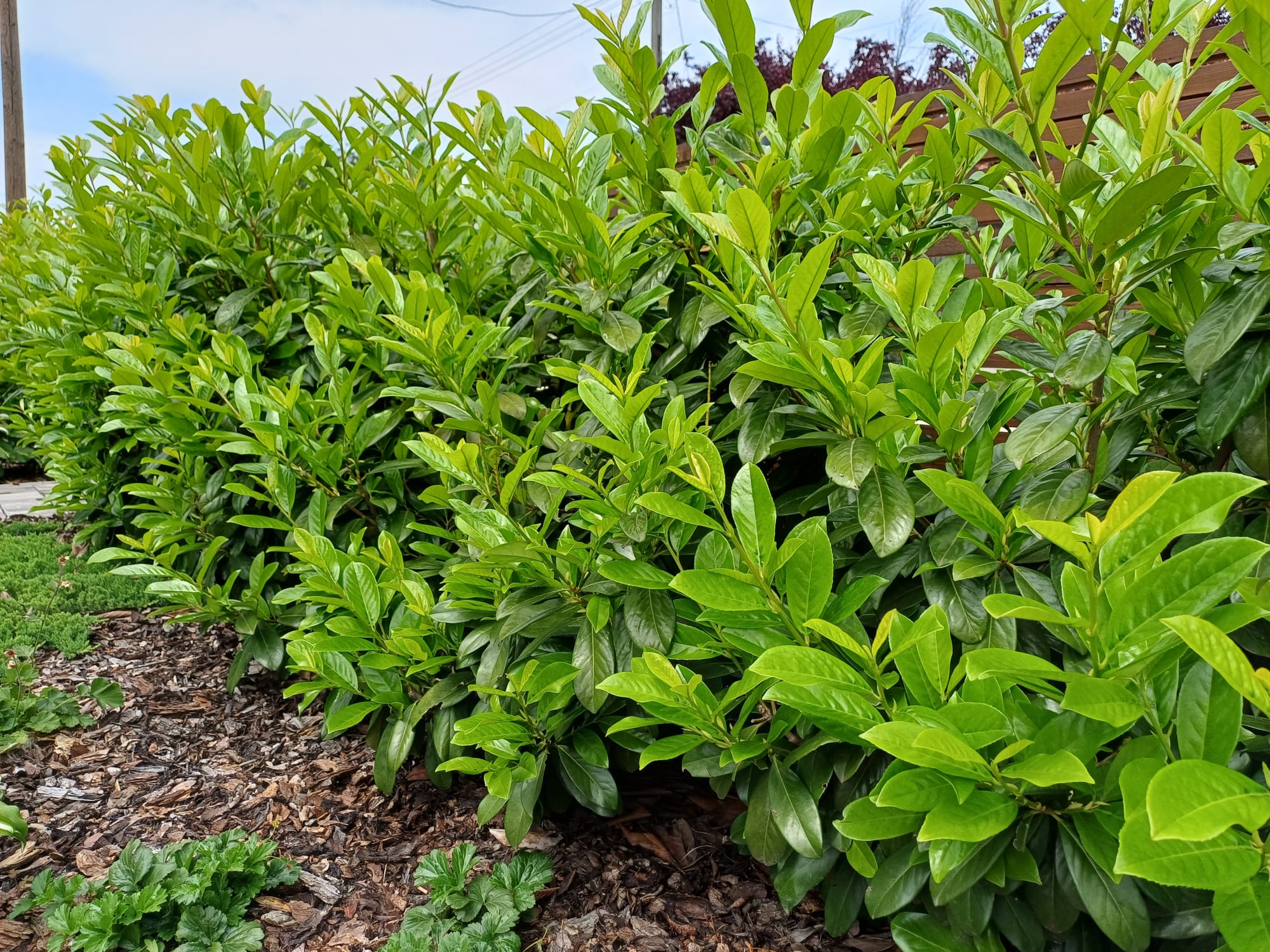 Laur englezesc - Gardencentrum.net magazin online