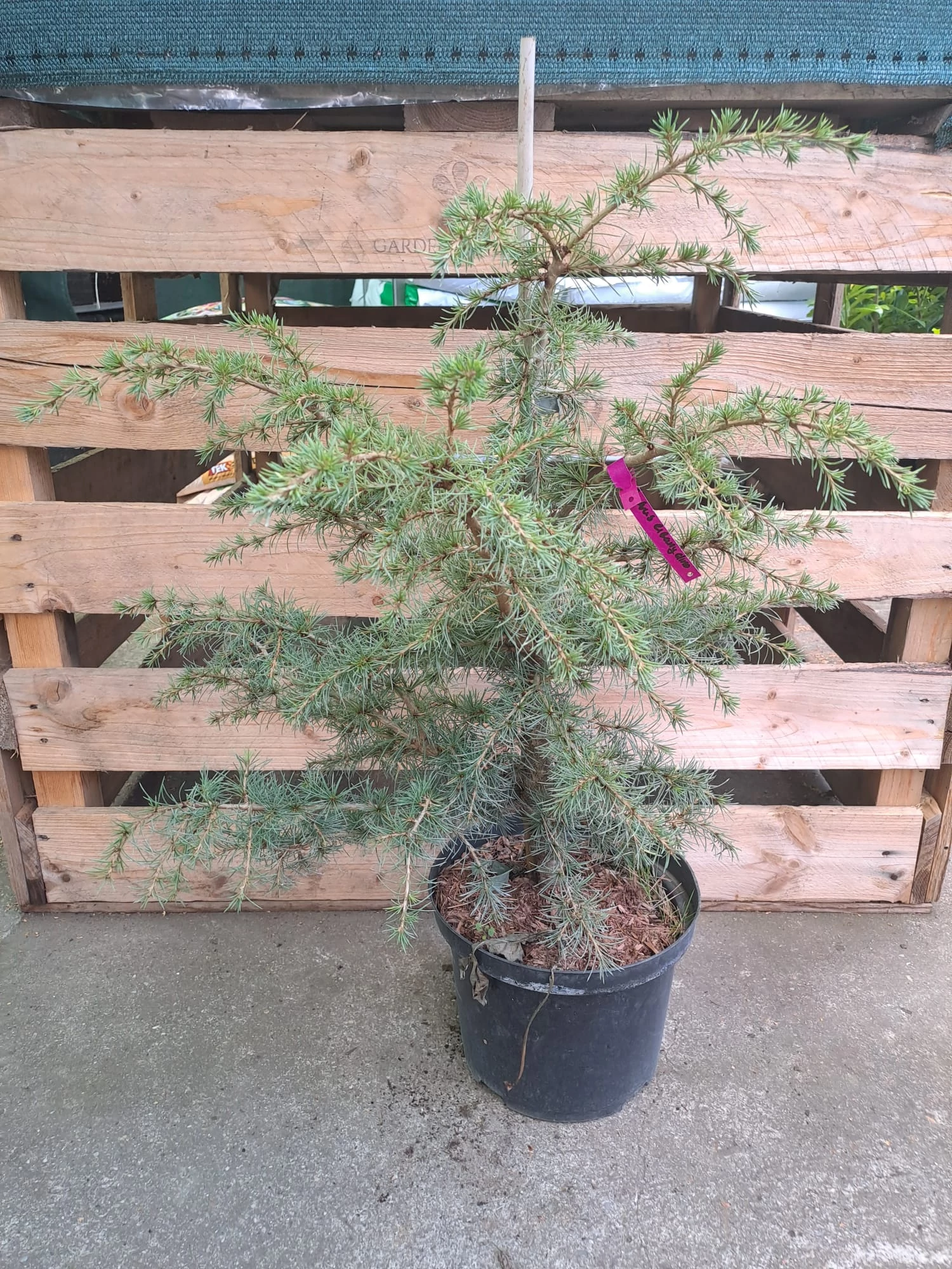 Cedru libanez curgător - Gardencentrum.net magazin online